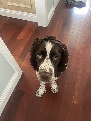 San Diego, CA - English Springer Spaniel. Meet Cooper a Pet for ...