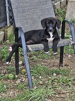 Tracy City, TN - Plott Hound/Mixed Breed (Medium). Meet Kato a Pet for ...