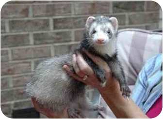 Cincinnati, OH - Ferret. Meet Ferret_Simon a Pet for Adoption ...