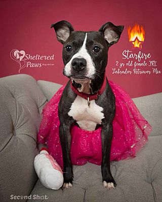 Cincinnati, OH - Jack Russell Terrier/Labrador Retriever. Meet Starfire ...