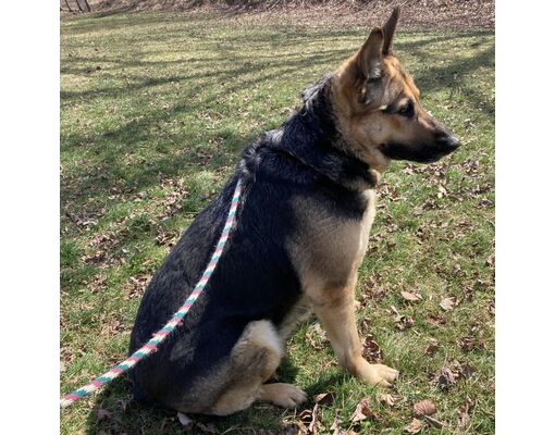 New Ringgold, PA - German Shepherd Dog. Meet Alissa a Pet for Adoption ...