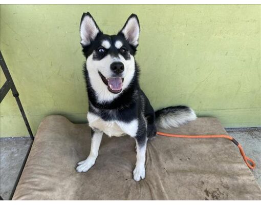Los Angeles, CA - Husky. Meet BOBBY a Pet for Adoption - AdoptaPet.com