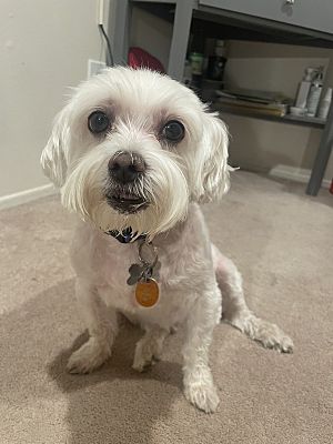 Renton, WA - Maltese. Meet Milo a Pet for Adoption - AdoptaPet.com