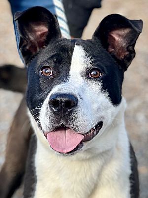Jackson, MS - Border Collie. Meet Frosty a Pet for Adoption - AdoptaPet.com