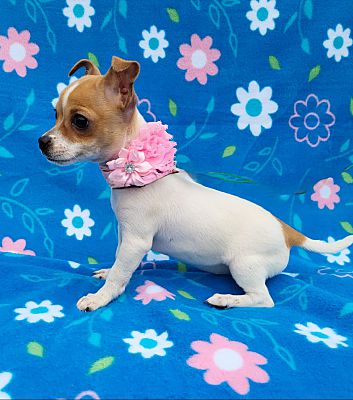 New York, NY - Chiweenie/Jack Russell Terrier. Meet Gidget a Pet for ...