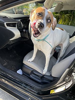 Sarasota, FL - Pointer/American Pit Bull Terrier. Meet OG a Pet for ...