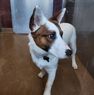 Lincoln, NE - Border Collie/Jack Russell Terrier. Meet Tater a Pet for ...