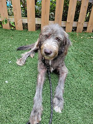 Toronto, ON - Irish Wolfhound. Meet Monty a Pet for Adoption ...