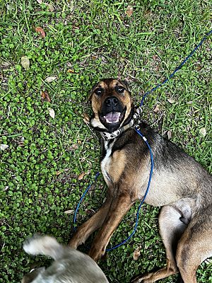 Hitchcock, TX - Catahoula Leopard Dog/Rottweiler. Meet Waylon a Pet for ...