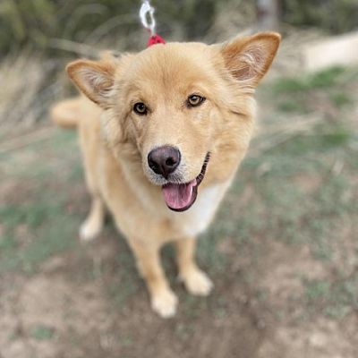 Fort Collins, CO - Chow Chow/Golden Retriever. Meet Frenchie a Pet for ...