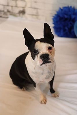 Manhattan, KS - Boston Terrier. Meet Bruno a Pet for Adoption ...