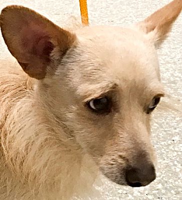 Boulder, CO - Cairn Terrier/Corgi. Meet Beau-ADOPTION PENDING a Pet for ...