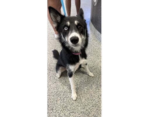 Jacksonville, NC - Alaskan Klee Kai/Mixed Breed (Medium). Meet Catarina ...