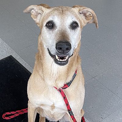 Eatontown, NJ - Greyhound/Shepherd (Unknown Type). Meet Sayde a Pet for ...