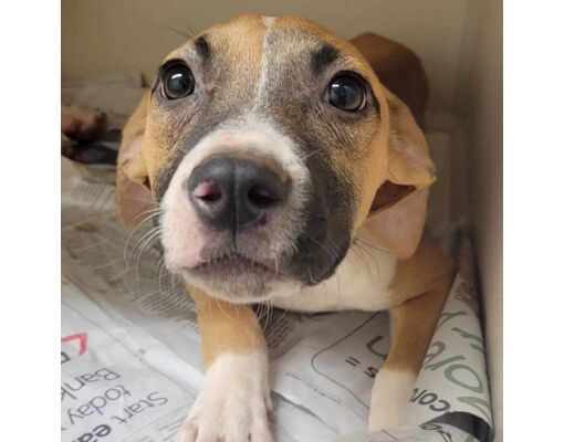 Concord, NC - Hound (Unknown Type)/Boxer. Meet Sasha a Pet for Adoption ...