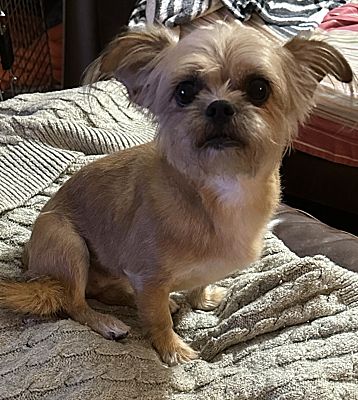 Alpharetta, GA - Brussels Griffon/Yorkie, Yorkshire Terrier. Meet Molly ...