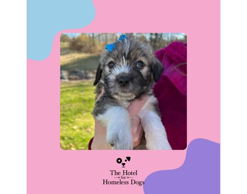 Cumberland, RI - American Staffordshire Terrier/Mixed Breed (Medium ...