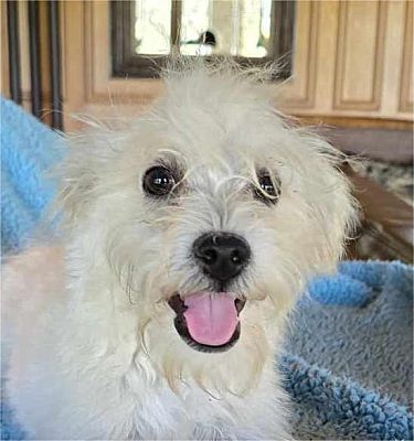Portland, OR - Maltese/Cairn Terrier. Meet Sebastian a Pet for Adoption ...