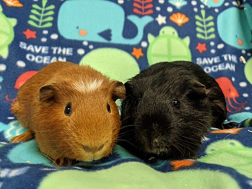 Montclair, CA - Guinea Pig. Meet Cas & Jack a Pet for Adoption ...