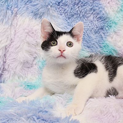 Wayne, NJ - Domestic Shorthair. Meet Atticus a Pet for Adoption ...