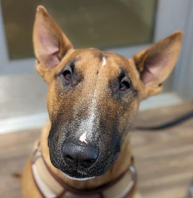 San Diego, CA - Bull Terrier. Meet Scooby a Pet for Adoption ...