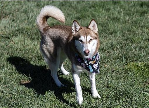 Diamond Springs, CA - Siberian Husky/Spitz (Unknown Type, Small). Meet ...