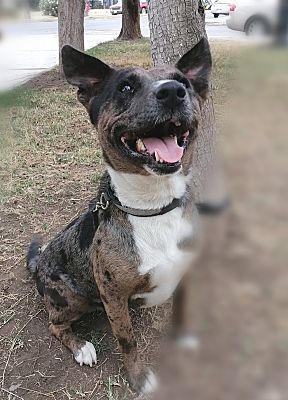 San Diego, CA - Catahoula Leopard Dog/Australian Kelpie. Meet Indio a ...
