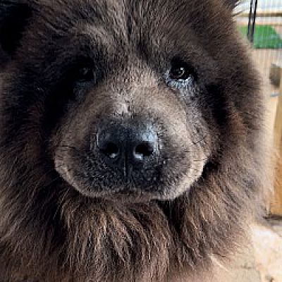 Philadelphia, PA - Chow Chow. Meet Blue boy a Pet for Adoption ...