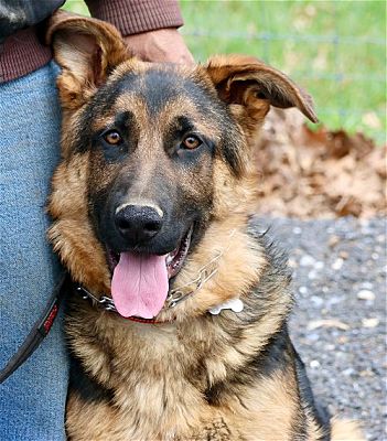 Baltimore, MD - German Shepherd Dog. Meet Basil a Pet for Adoption ...