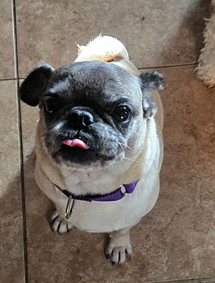 Hartford, CT - Pug. Meet Mona a Pet for Adoption - AdoptaPet.com