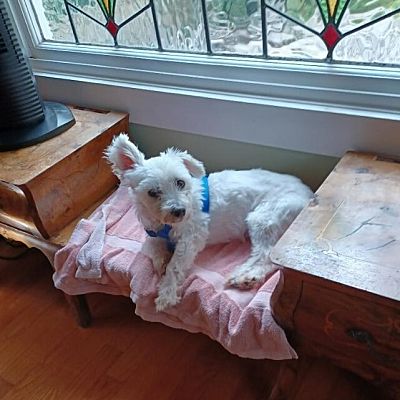 Orlando, FL - Maltese/Westie, West Highland White Terrier. Meet Emilio ...