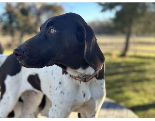 Partlow, VA - German Shorthaired Pointer. Meet Bailey a Pet for ...
