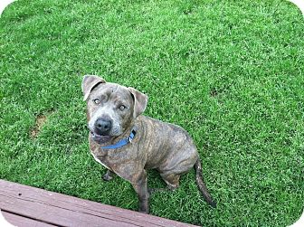 McKinney, TX - Blue Lacy/Texas Lacy. Meet Bentley a Pet for Adoption.