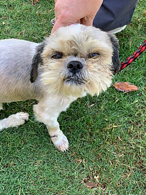 Taylors, SC - Shih Tzu. Meet Bammy a Pet for Adoption - AdoptaPet.com