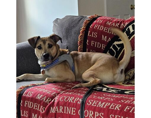 Greensboro, NC - Mixed Breed (Medium). Meet Wander a Pet for Adoption ...