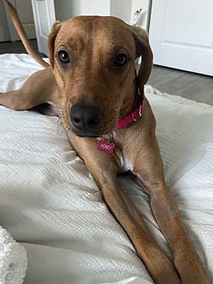 Juno Beach, FL - Rhodesian Ridgeback/Redbone Coonhound. Meet Honey a ...