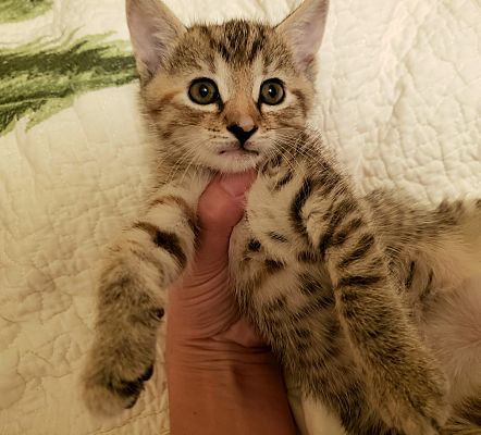 Clarkston, GA - Egyptian Mau. Meet Brown Tabby a Pet for Adoption ...