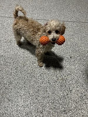 Antwerp, OH - Maltipoo. Meet 6 lbs mallory a Pet for Adoption ...
