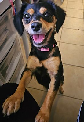 Spring, TX - Chiweenie/Beagle. Meet CoCo a Pet for Adoption - AdoptaPet.com