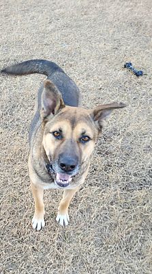 Portland, ME - German Shepherd Dog/Husky. Meet LEXI (Bonded with LADY ...