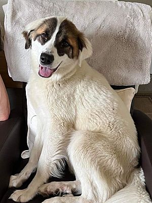 Sanger, TX - Great Pyrenees/Labrador Retriever. Meet Tikaani a Pet for ...