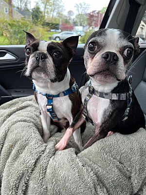 Wethersfield, CT - Boston Terrier. Meet Wallace and Watson a Pet for ...