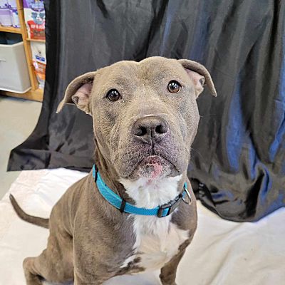 Middlebury, CT - American Pit Bull Terrier. Meet Neo a Pet for Adoption ...