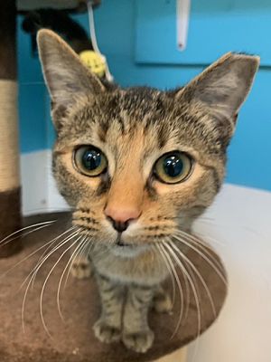 Hiram, GA - Tabby. Meet Lola a Pet for Adoption - AdoptaPet.com