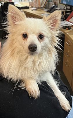 Spokane Valley, WA - Mixed Breed (Small). Meet Wiggie a Pet for ...