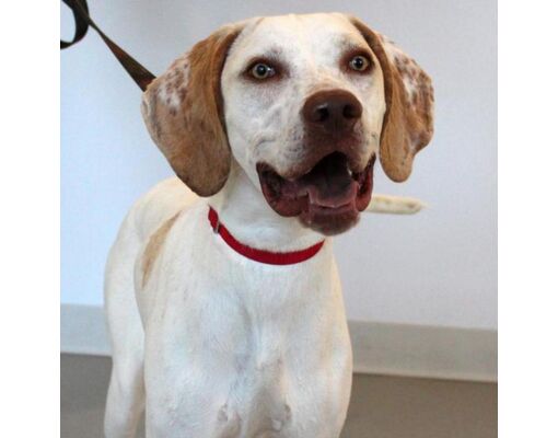 Champaign, IL - Pointer/Mixed Breed (Medium). Meet Tallie a Pet for ...