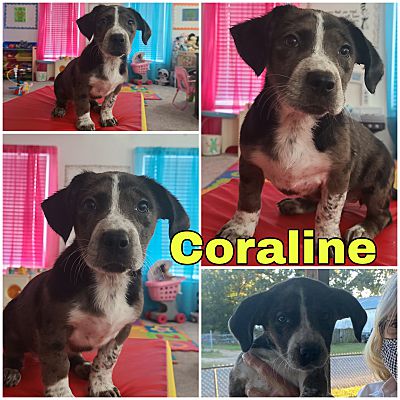 Forest Hill, MD - Border Collie/Corgi. Meet Coraline a Pet for Adoption ...