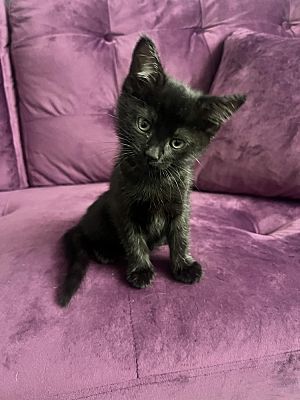 Tucson, AZ - Domestic Mediumhair. Meet Judy 2 a Pet for Adoption ...