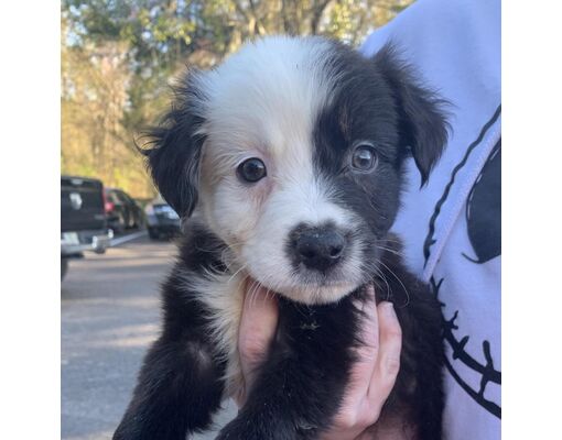 Gainesville, FL - Border Collie/Mixed Breed (Medium). Meet Oreo a Pet ...