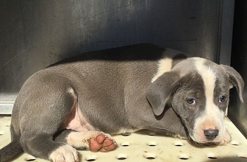 Birmingham, AL - Pit Bull Terrier. Meet Polo a Pet for Adoption ...